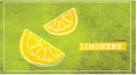 9 Cannabis Terpenes to Know and Love | Sweet Dirt