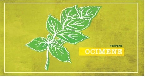 9 Cannabis Terpenes to Know and Love | Sweet Dirt