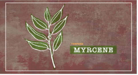 9 Cannabis Terpenes to Know and Love | Sweet Dirt