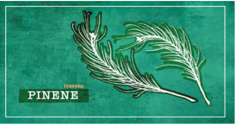9 Cannabis Terpenes to Know and Love | Sweet Dirt