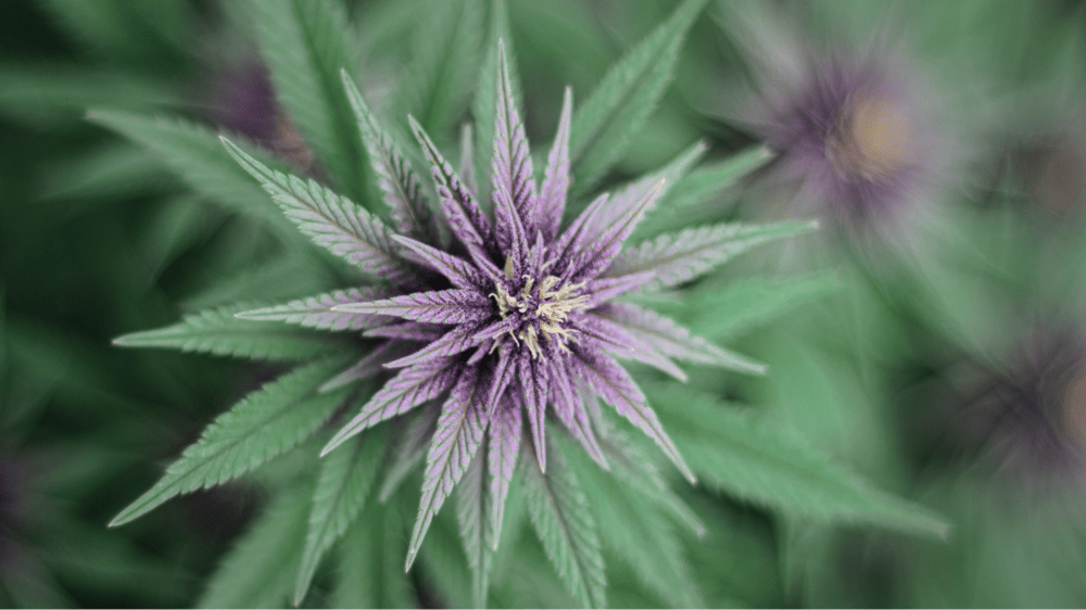 A Guide To Choosing The Right Cannabis Flower | Sweet Dirt