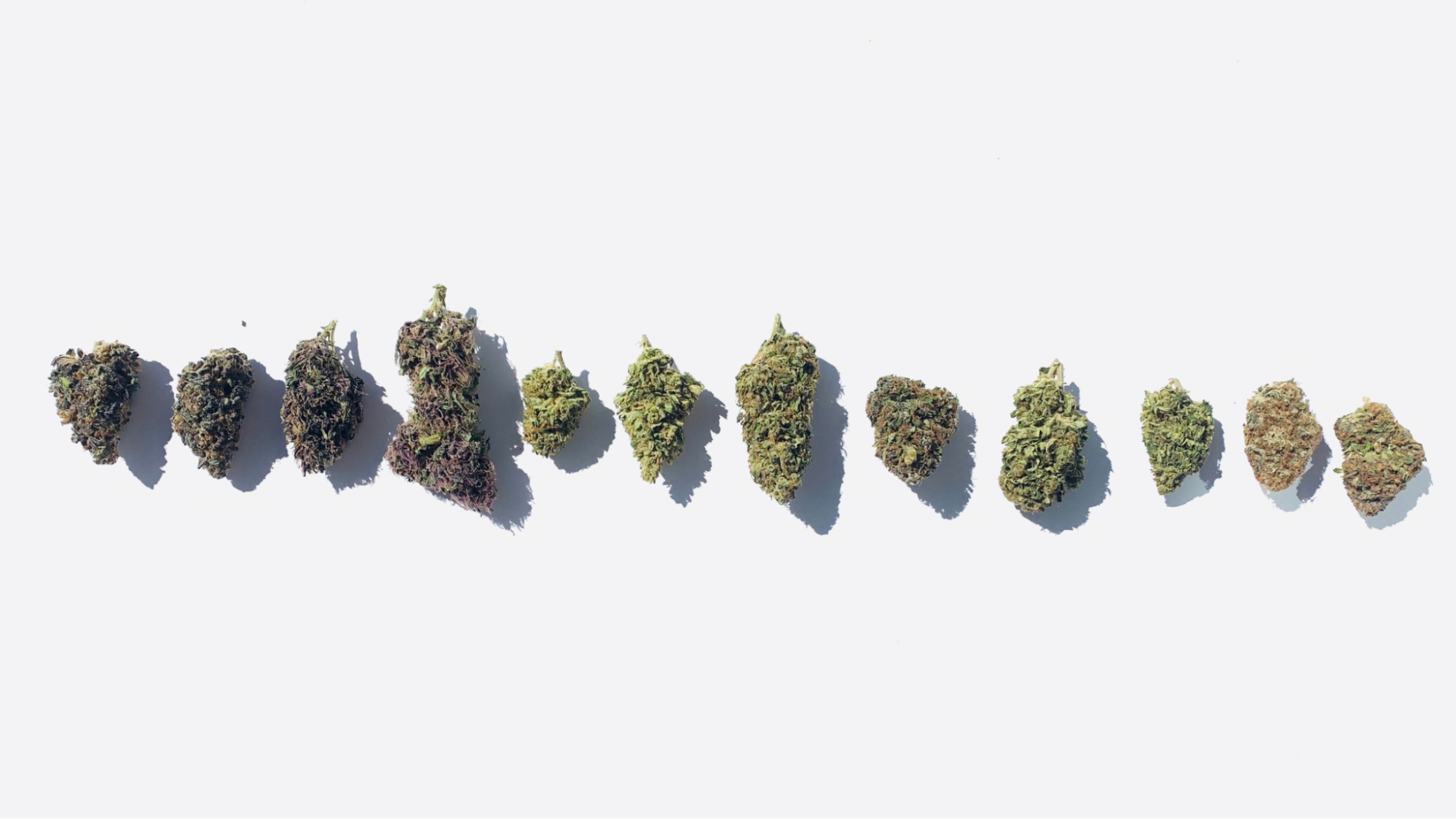 Celebrate 420 and cannabis culture in Maine (and beyond)